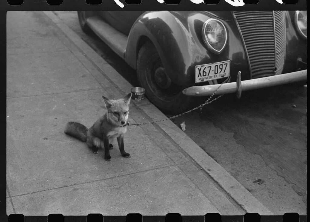 Fox Chained to a Car - Sam Harrelson